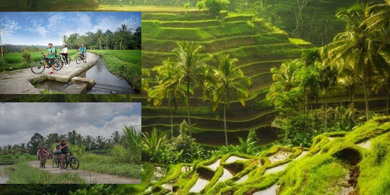 Ubud Electric cycling tour - Inclusive Bali Tour